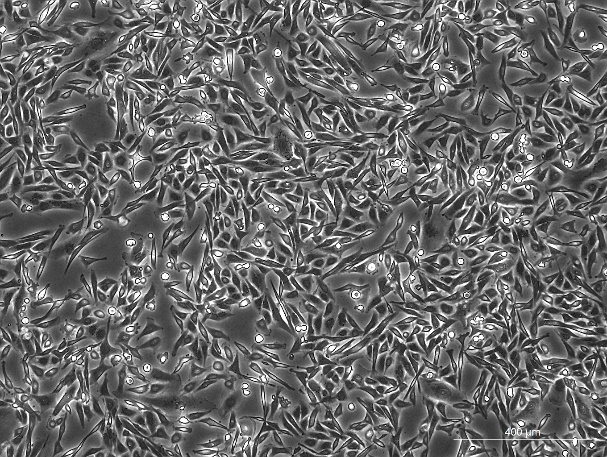 OriCell®MDA-MB-231人乳腺癌细胞系