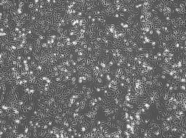 OriCell®NCI-H23人非小细胞肺癌细胞系