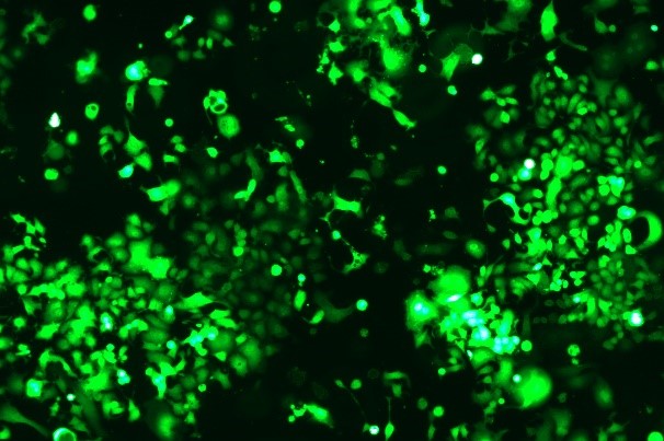 原代干细胞|成骨诱导培养基|进口胎牛血清-OriCell赛业（广州）生物科技