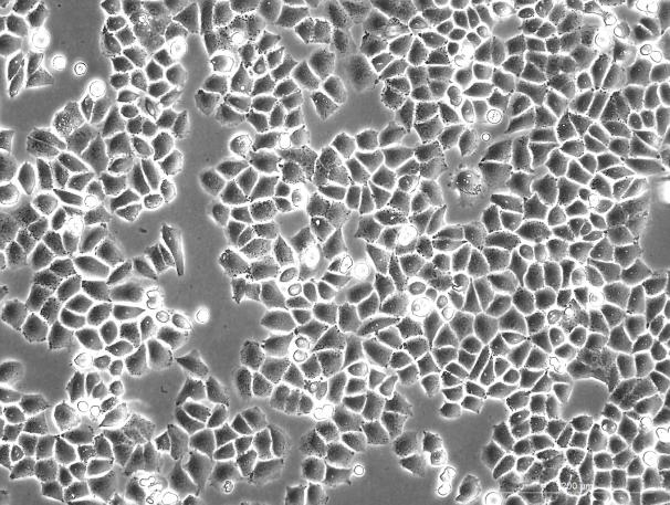 OriCell®IOSE-80人正常卵巢上皮细胞系_价格_厂家_科研试剂-OriCell品牌-赛业（广州）生物科技