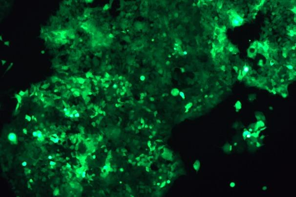 OriCell®293T with GFP_价格_厂家_科研试剂-OriCell品牌-赛业（广州）生物科技