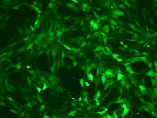 OriCell®NIH/3T3 with Luciferase & GFP_价格_厂家_科研试剂-OriCell品牌-赛业（广州）生物科技